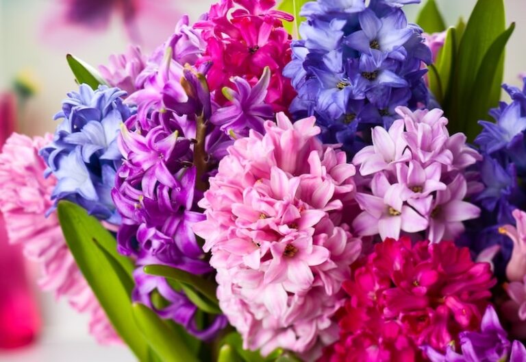 Best expert advice on growing hyacinths - Suttons Gardening Grow How