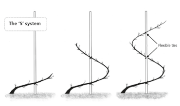 How to prune and train apple trees - Suttons Gardening Grow How