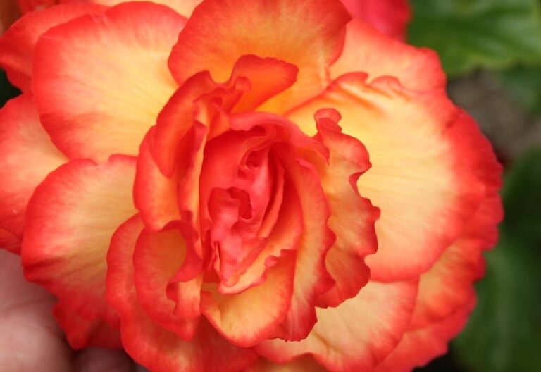 Best expert advice on how to grow begonias - Suttons Gardening Grow How