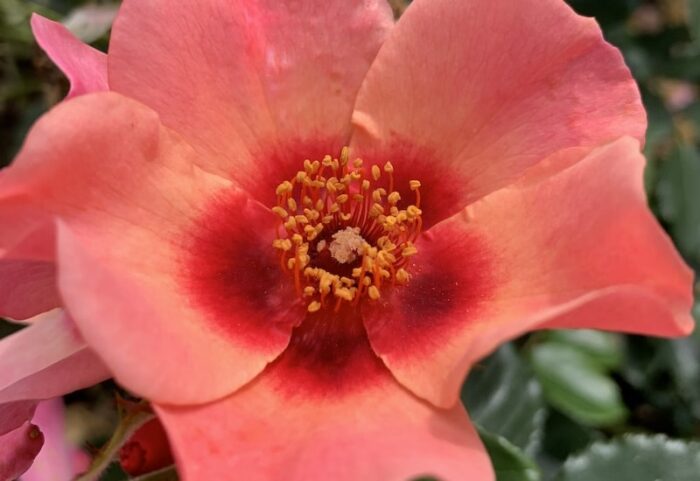 Fascinating facts about roses - Suttons Gardening Grow How