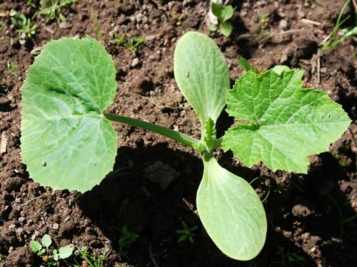 How to grow courgettes - Suttons Gardening Grow How