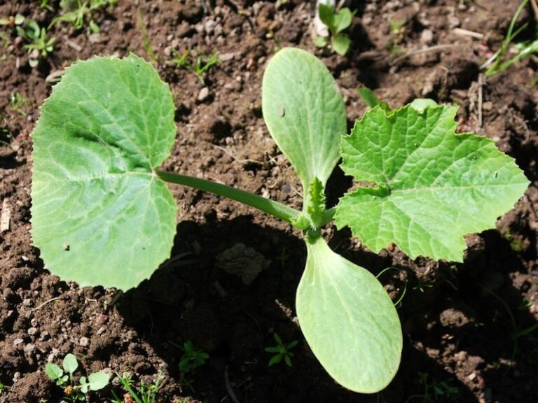 How to grow courgettes - Suttons Gardening Grow How