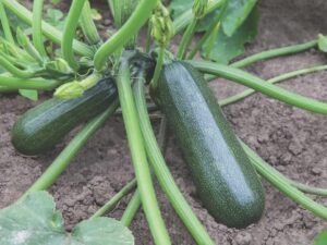 How to grow courgettes - Suttons Gardening Grow How