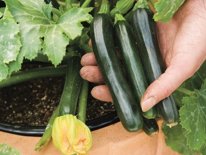 How to grow courgettes - Suttons Gardening Grow How