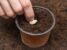 How to grow courgettes - Suttons Gardening Grow How