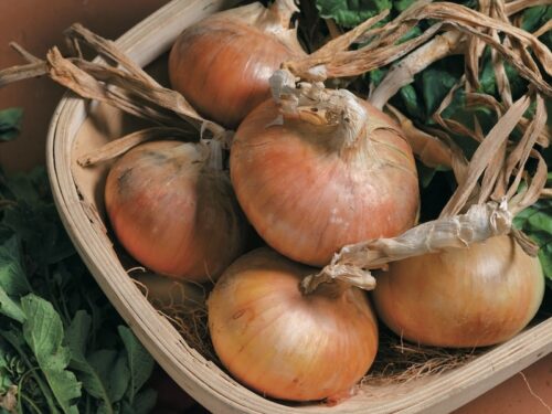 Best expert advice on growing onions - Suttons Gardening Grow How