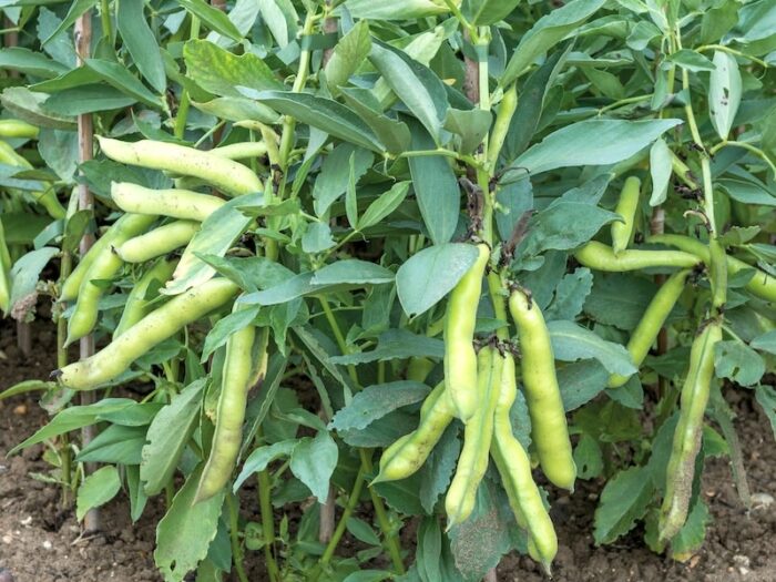 How to grow broad beans - Suttons Gardening Grow How