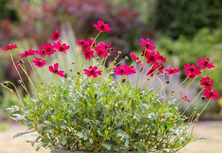 Designing a colourful garden for year-round interest - Suttons ...