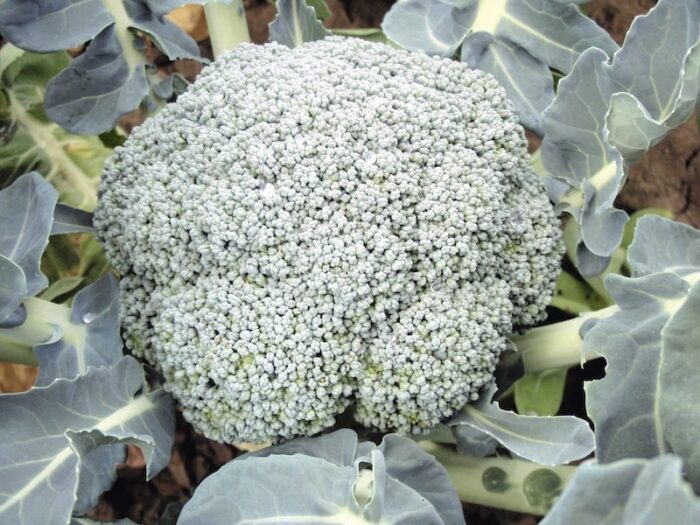 Best expert advice on growing broccoli - Suttons Gardening Grow How
