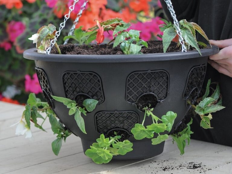 Ultimate guide to plug plants - Suttons Gardening Grow How