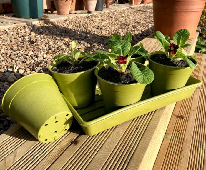 Ultimate guide to plug plants - Suttons Gardening Grow How