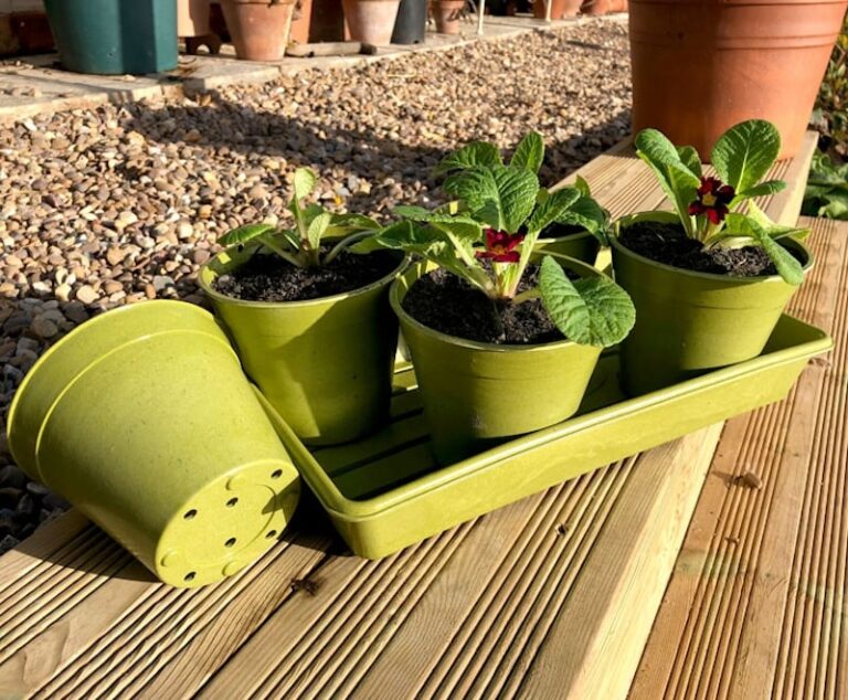 Ultimate guide to plug plants - Suttons Gardening Grow How