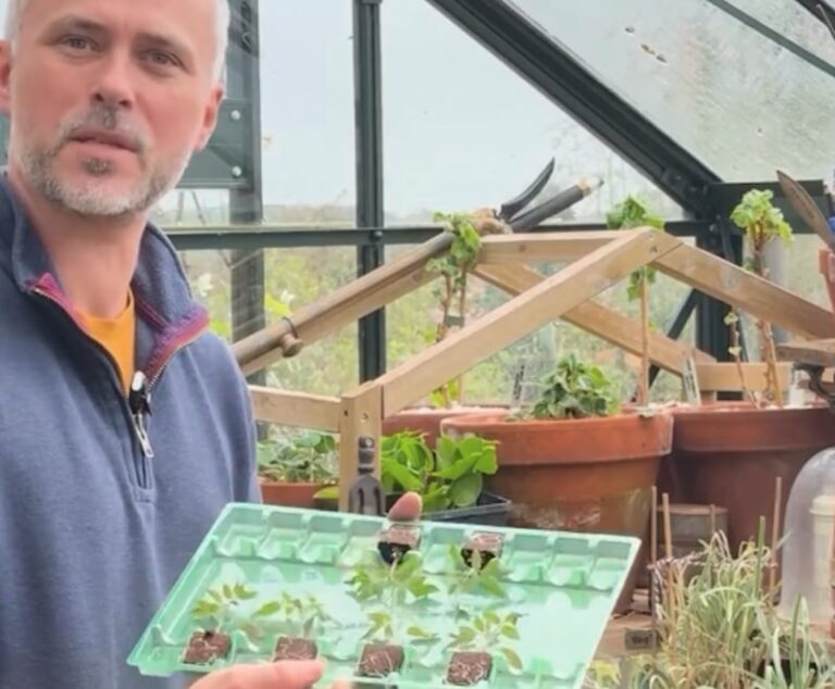 Ultimate guide to plug plants - Suttons Gardening Grow How