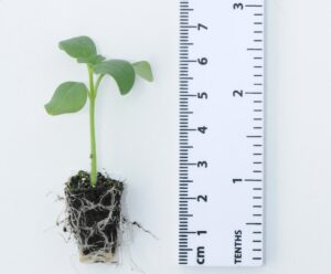 Ultimate guide to plug plants - Suttons Gardening Grow How