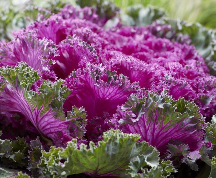 Plug Plants Uk Turnip - Sweetbell - Organic Plug Plants | Order Online ...