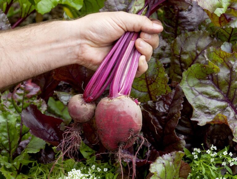 How to grow beetroot - Suttons Gardening Grow How