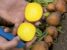 How to grow beetroot - Suttons Gardening Grow How