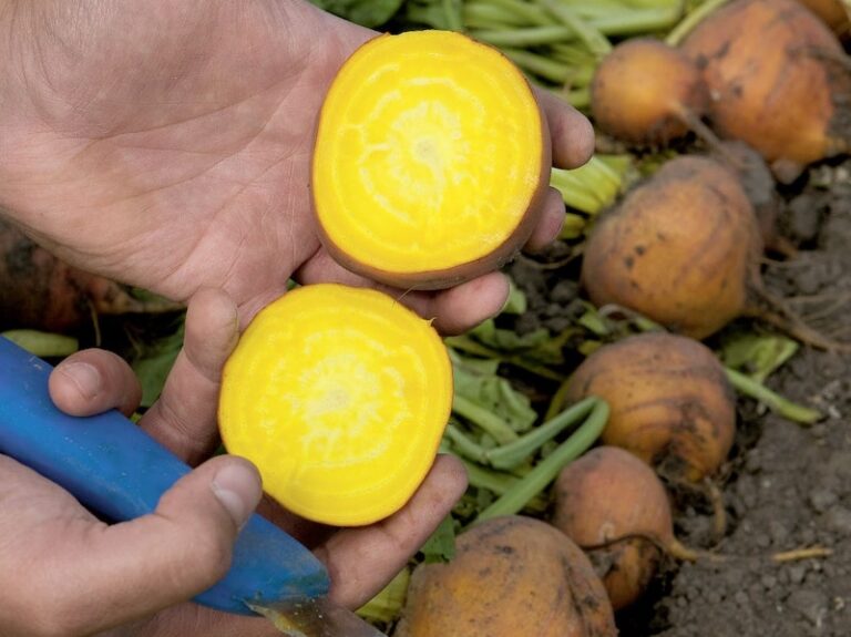 How to grow beetroot - Suttons Gardening Grow How