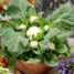 How to grow cauliflower - Suttons Gardening Grow How
