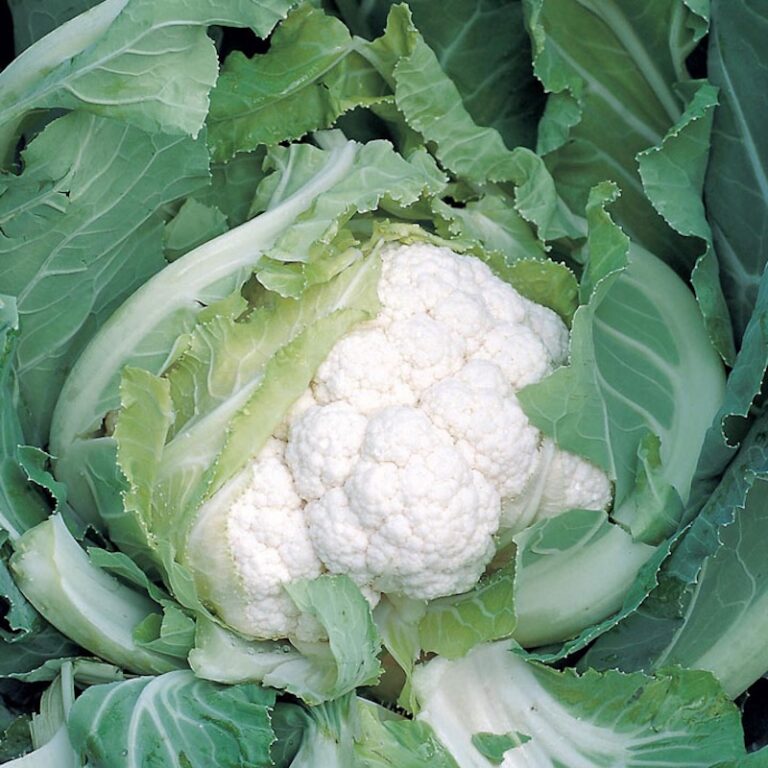 How to grow cauliflower - Suttons Gardening Grow How