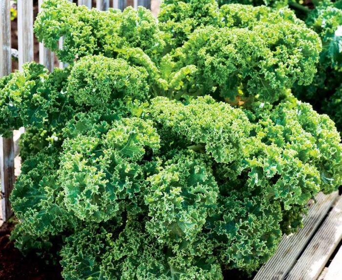 How to grow kale - Suttons Gardening Grow How