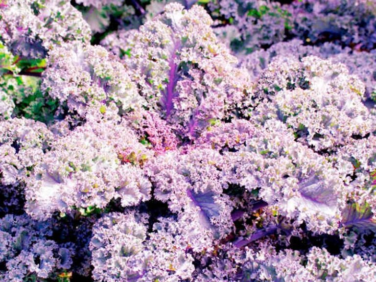 How to grow kale - Suttons Gardening Grow How