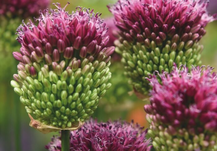 How to grow ornamental alliums - Suttons Gardening Grow How