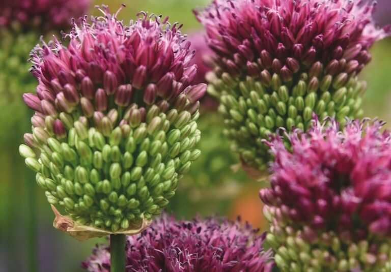 How to grow ornamental alliums - Suttons Gardening Grow How