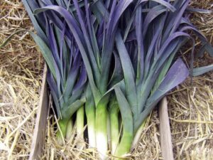 How to grow leeks - Suttons Gardening Grow How