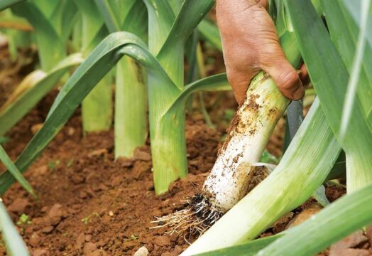 Gardening Growing Guides - Suttons Gardening Grow How