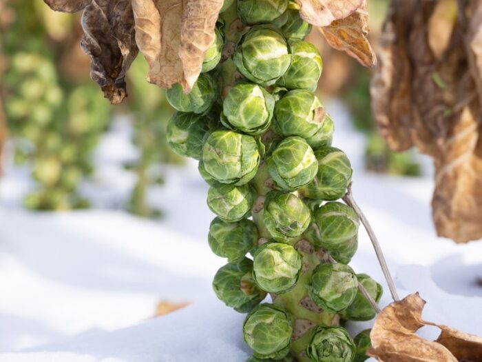 How to grow Brussels sprouts | Suttons Gardening Grow How