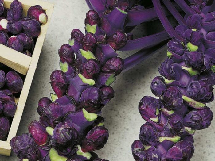 How to grow Brussels sprouts | Suttons Gardening Grow How