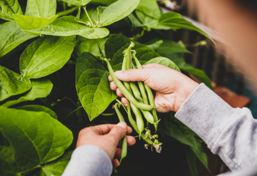 How to grow French beans | Suttons Gardening Grow How