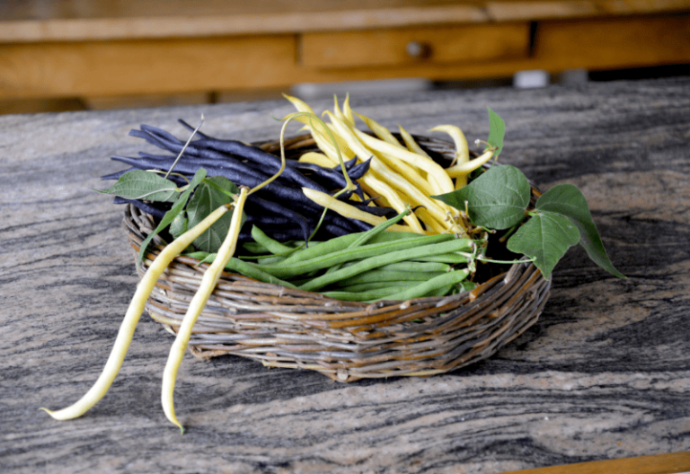 How to grow French beans | Suttons Gardening Grow How