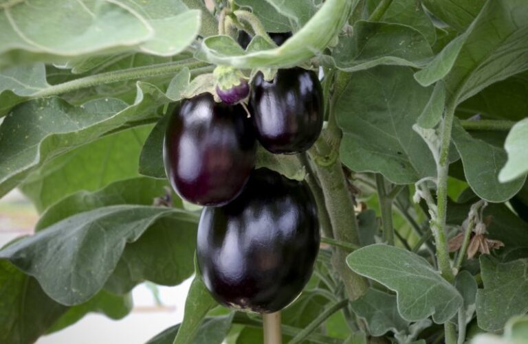 How to grow aubergines from seed