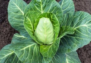 How to grow cabbages - Suttons Gardening Grow How