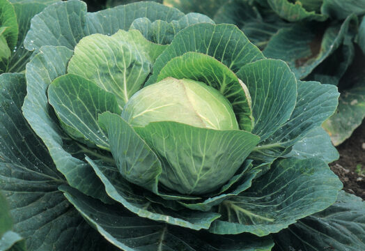 How to grow cabbages - Suttons Gardening Grow How