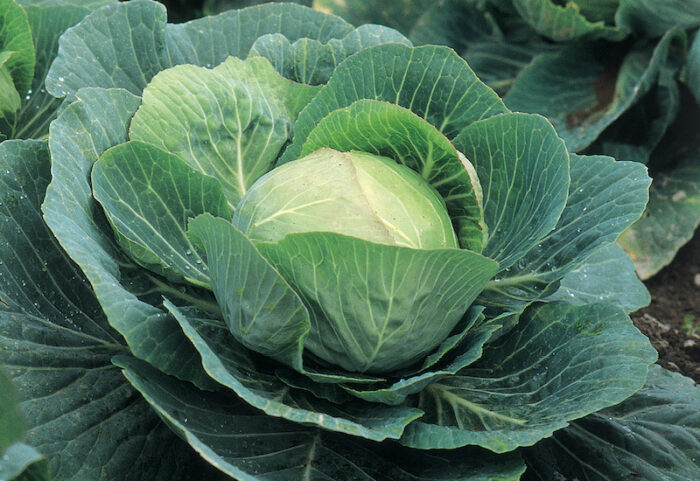 How to grow cabbages - Suttons Gardening Grow How