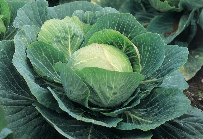 How to grow cabbages - Suttons Gardening Grow How