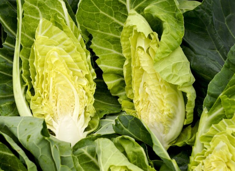How to grow cabbages - Suttons Gardening Grow How