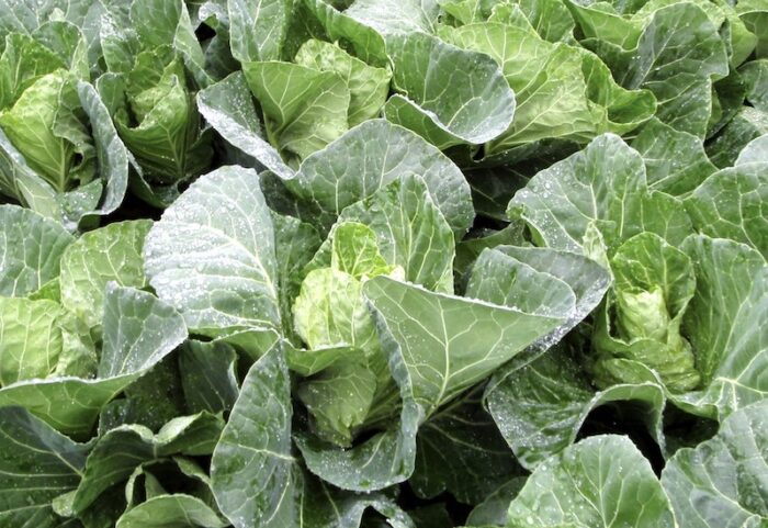 How to grow cabbages - Suttons Gardening Grow How