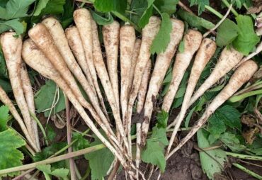 How to grow parsnips - Suttons Gardening Grow How