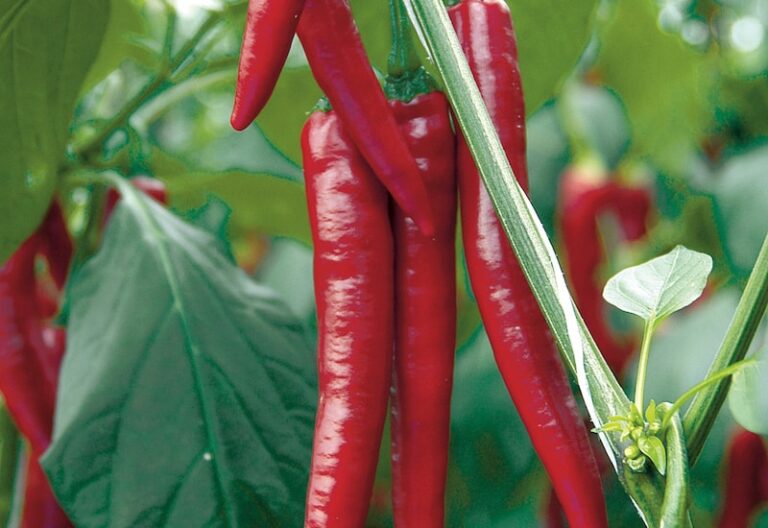 Rob Smith’s top 5 grafted vegetable plants - Suttons Gardening Grow How