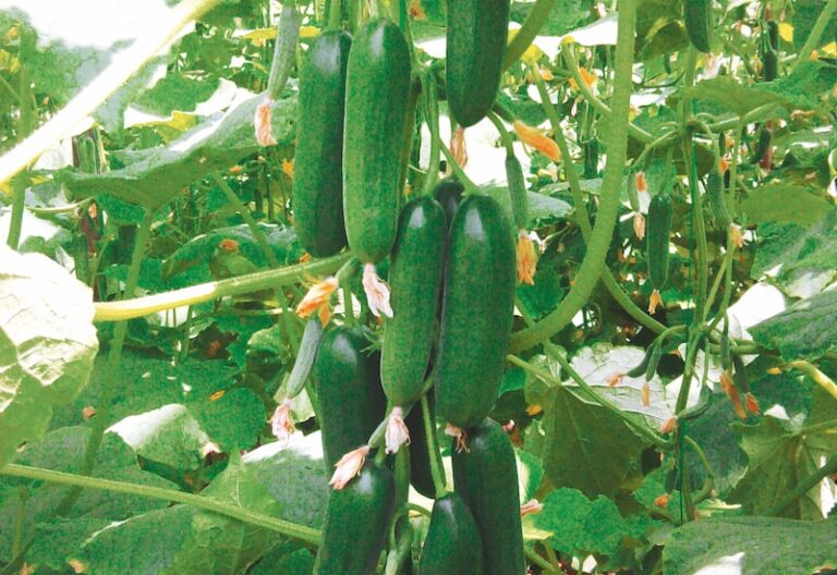 Rob Smith’s top 5 grafted vegetable plants - Suttons Gardening Grow How