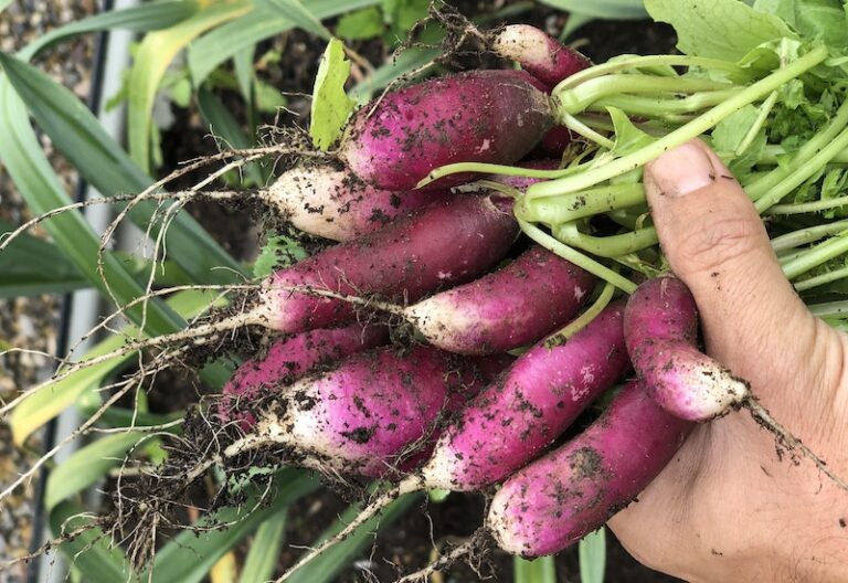 How to grow radishes from seed - Suttons Gardening Grow How