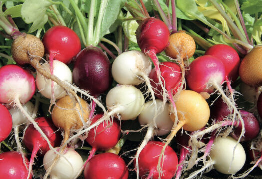 How to grow radishes from seed - Suttons Gardening Grow How