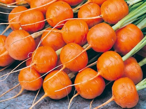6 Best veg seeds to sow with kids