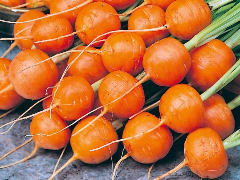 6 Best veg seeds to sow with kids