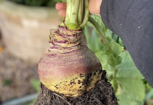 How to grow turnips and swedes - Suttons Gardening Grow How