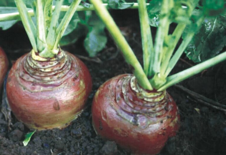How to grow turnips and swedes - Suttons Gardening Grow How